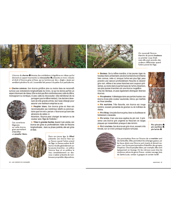 LIVRE : Arbres comprendre la place et le rôle de l'arbre, de B.Presseq